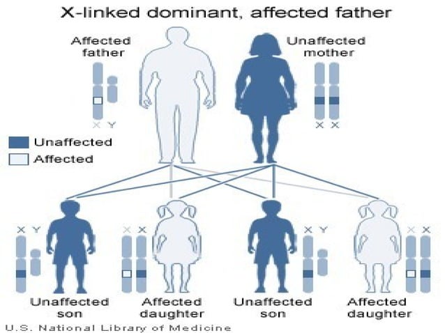 Sex Linked Inheritance Ppt