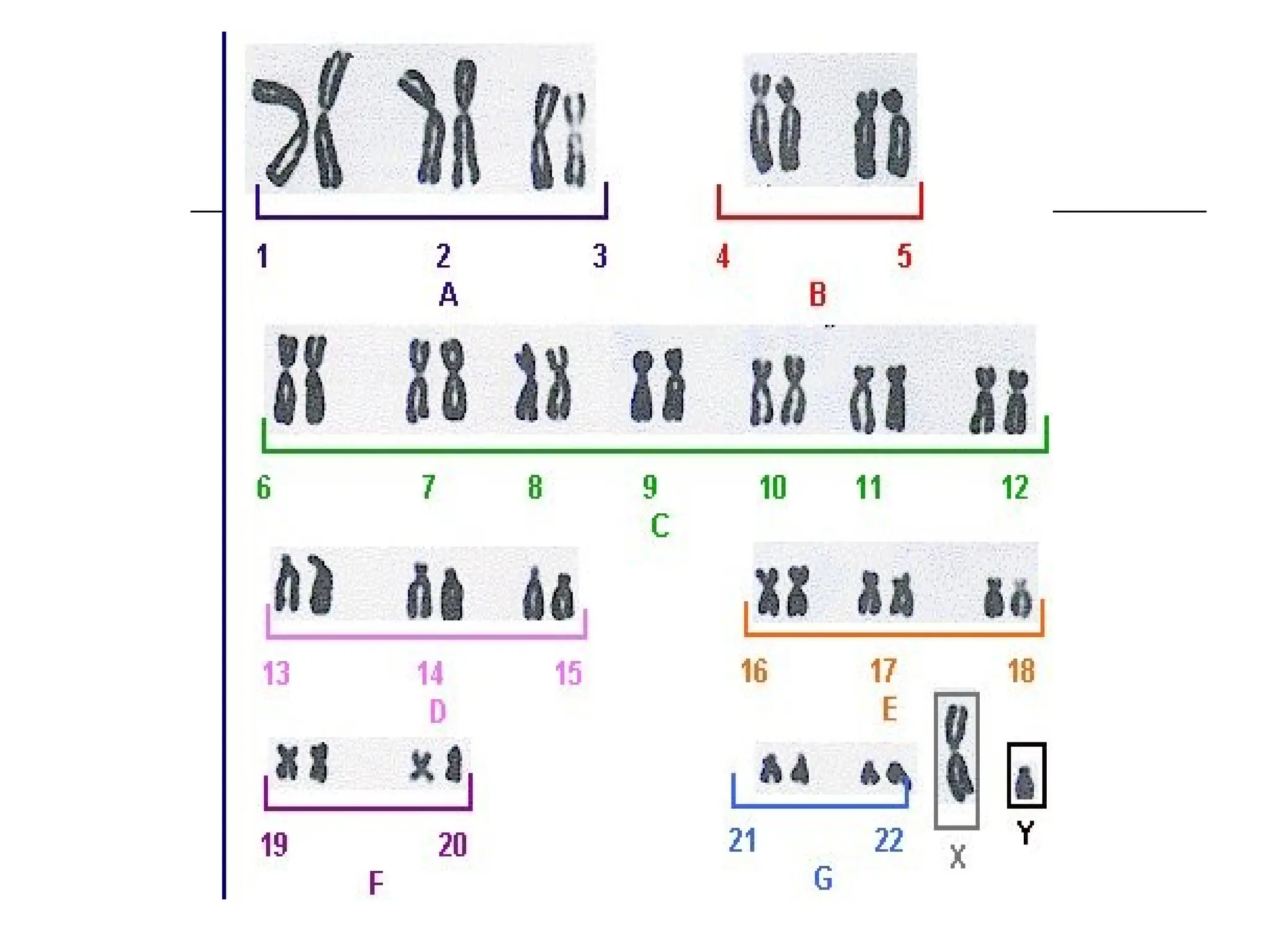 Sex-Linked Punnett Square Notes - Copy_064734.ppt