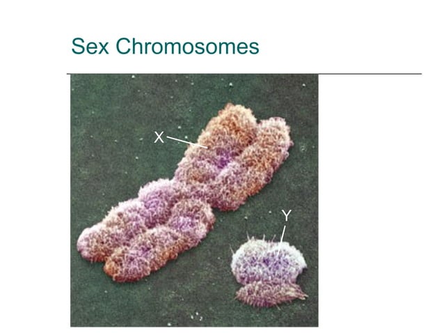 Sex-Linked Punnett Square Notes - Copy_064734.ppt