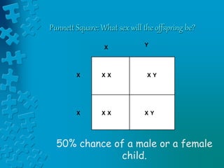 sex-linkedtraits-120209093955-phpapp02.pptx