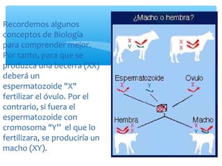 Sexaje de espermas | PPT