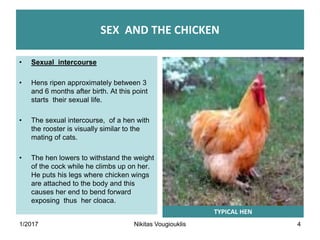 Sex and the chicken | PPT