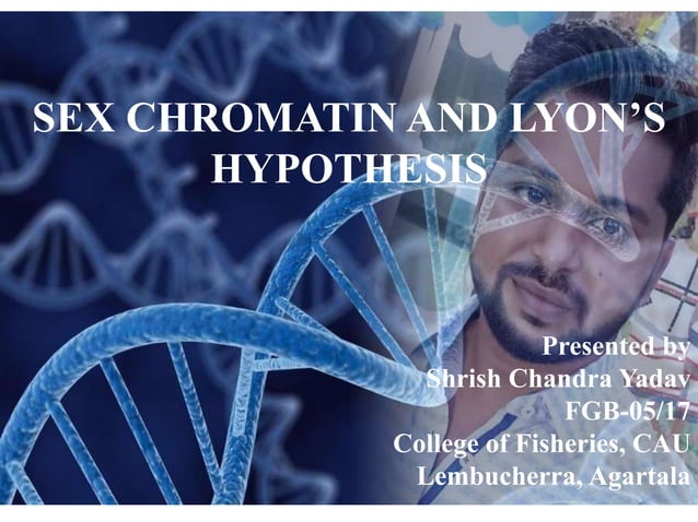 Sex chromatin and lyon's hypothesis and bar body | PPTX