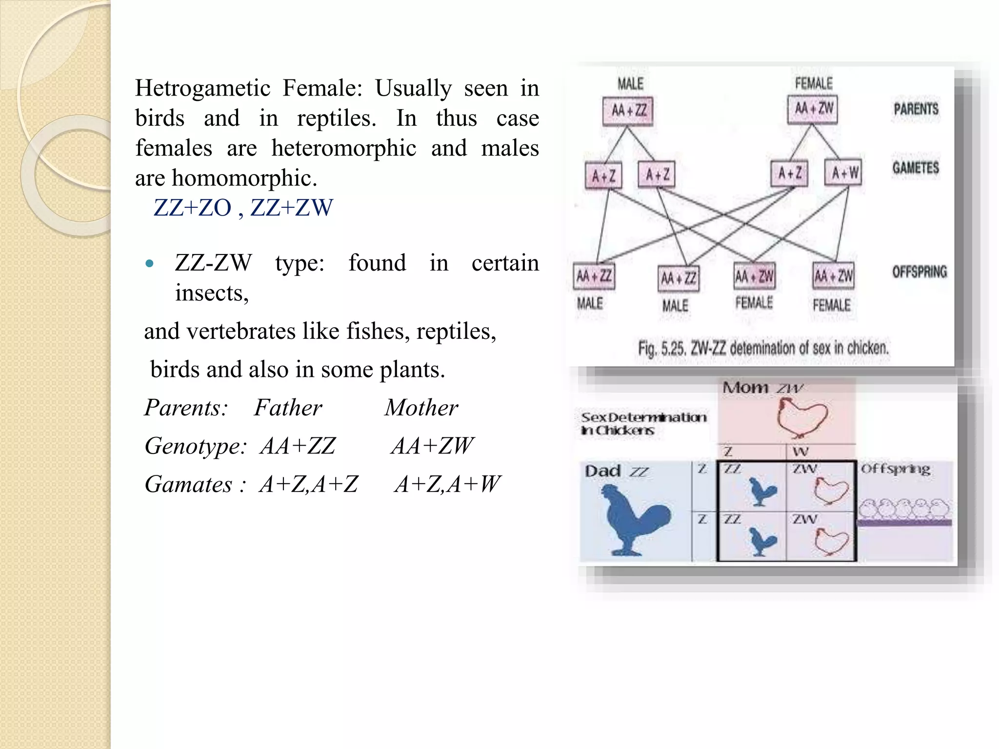 Sex chromosome | PPTX