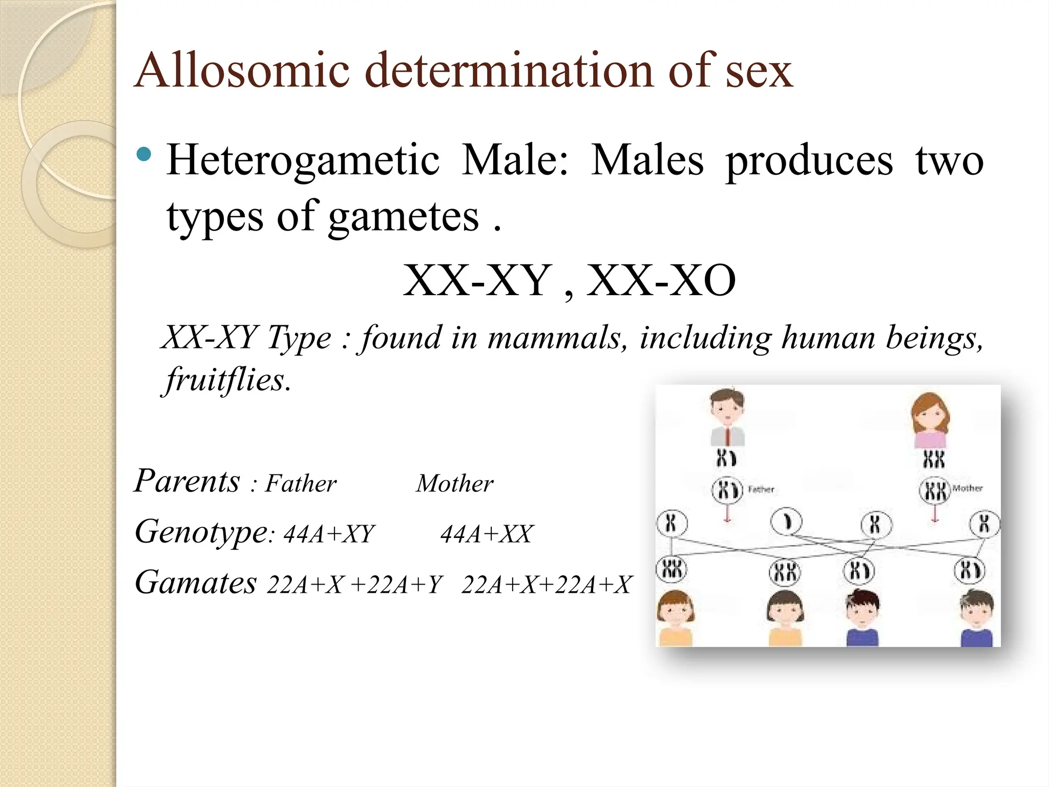 sex chromosomes and their role in sex determination | PPTX