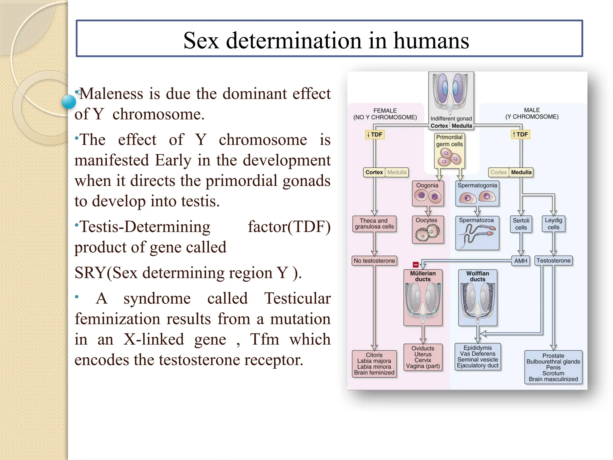 sex chromosomes and their role in sex determination | PPTX