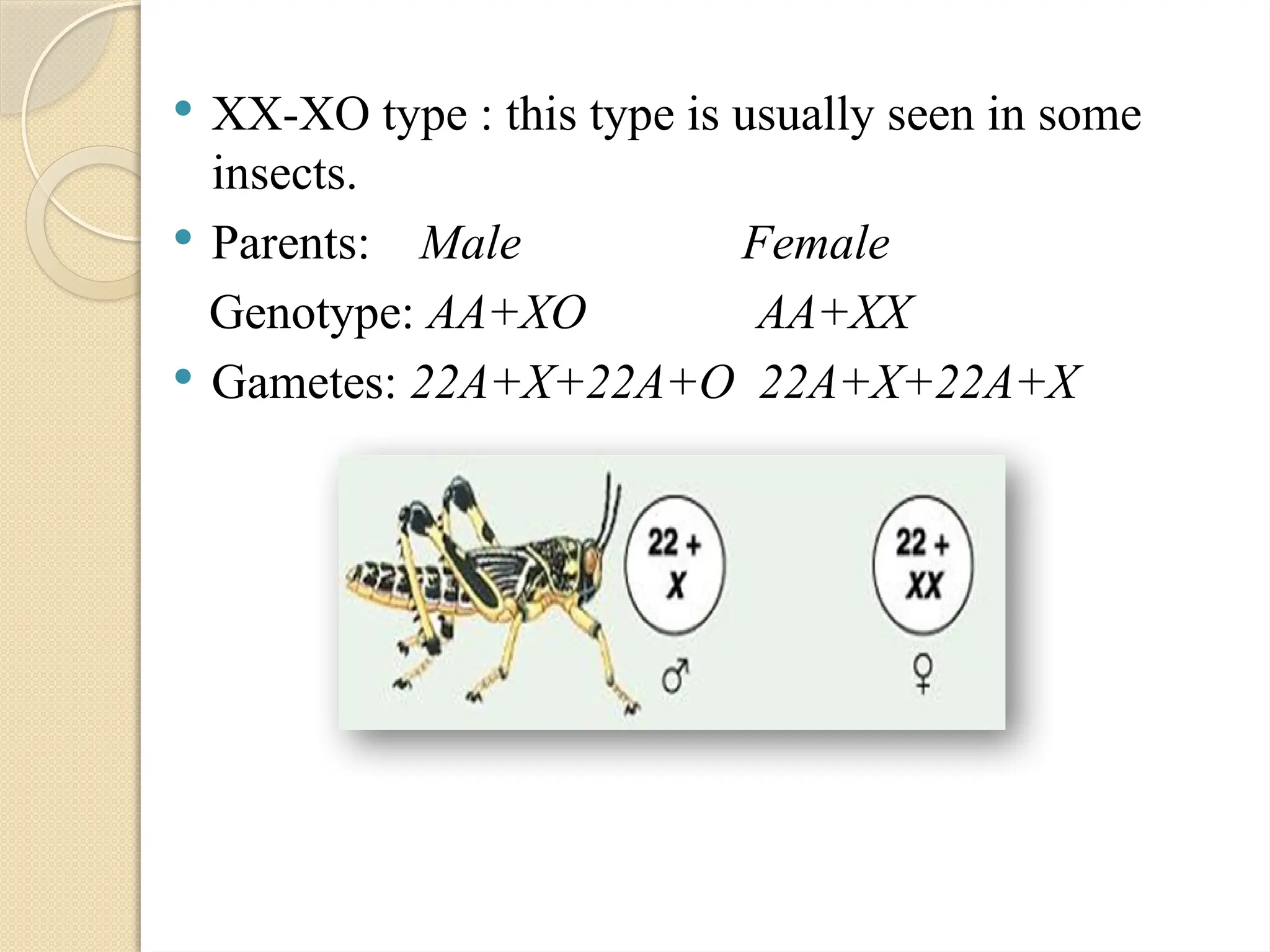 sex chromosomes and their role in sex determination | PPTX