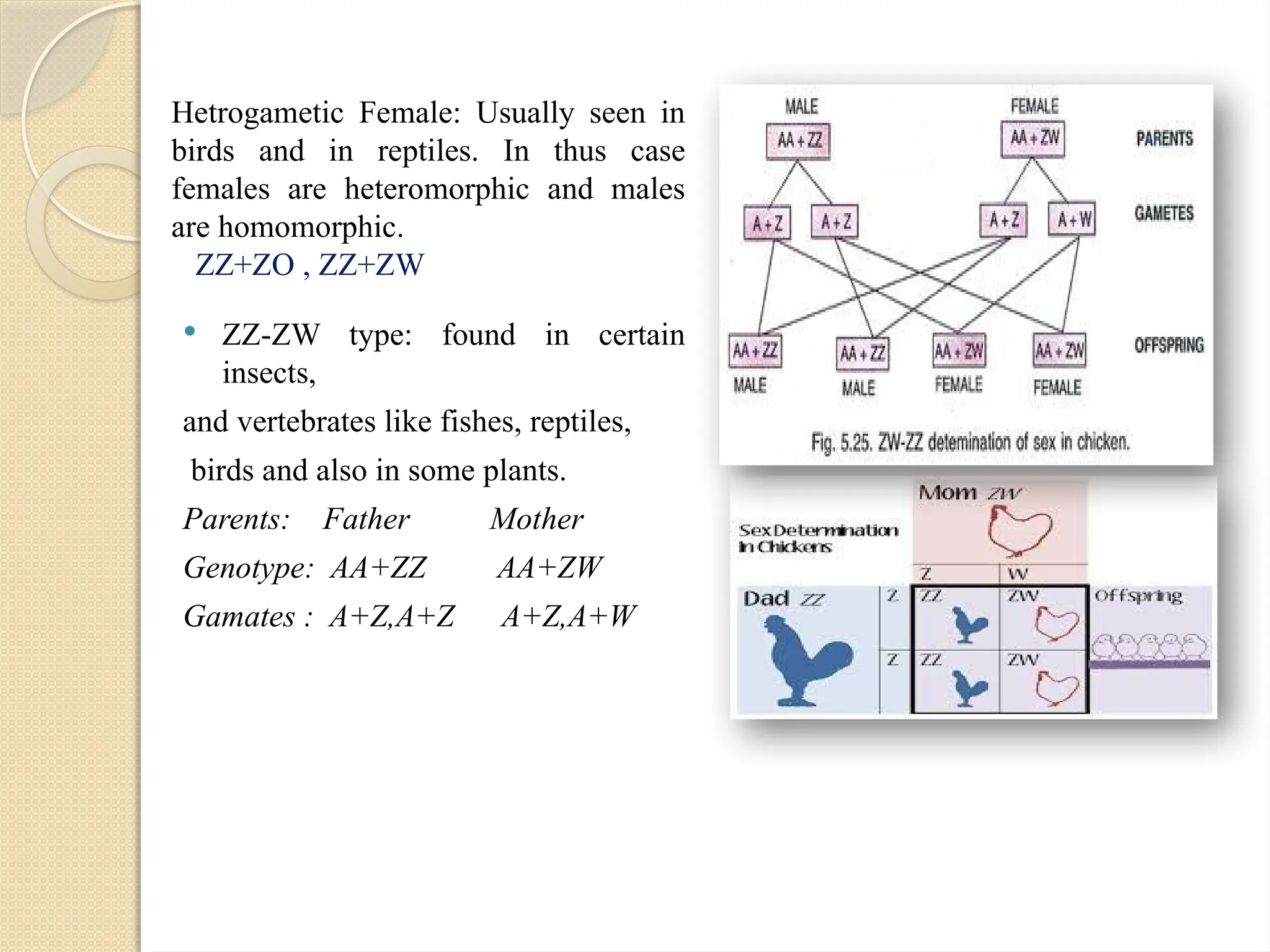 sex chromosomes and their role in sex determination | PPTX