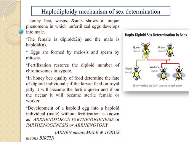 Sex Chromosomes And Their Role In Sex Determination Pptx