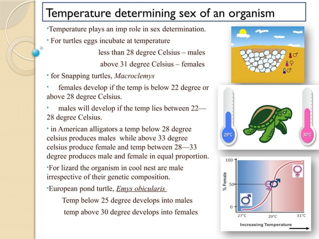 sex chromosomes and their role in sex determination | PPTX