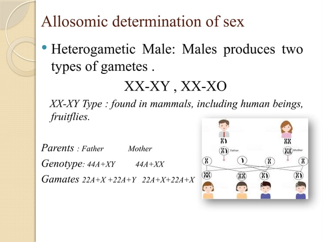 Sex Chromosomes And Their Role In Sex Determination Pptx