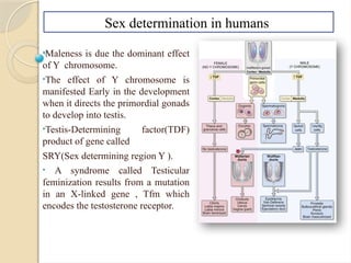 sex chromosomes and their role in sex determination | PPTX