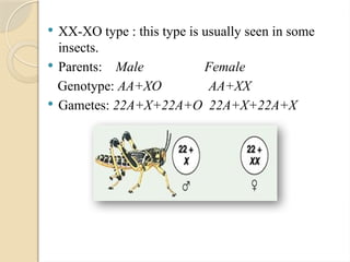 sex chromosomes and their role in sex determination | PPTX