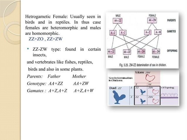 Sex Chromosomes And Their Role In Sex Determination Pptx
