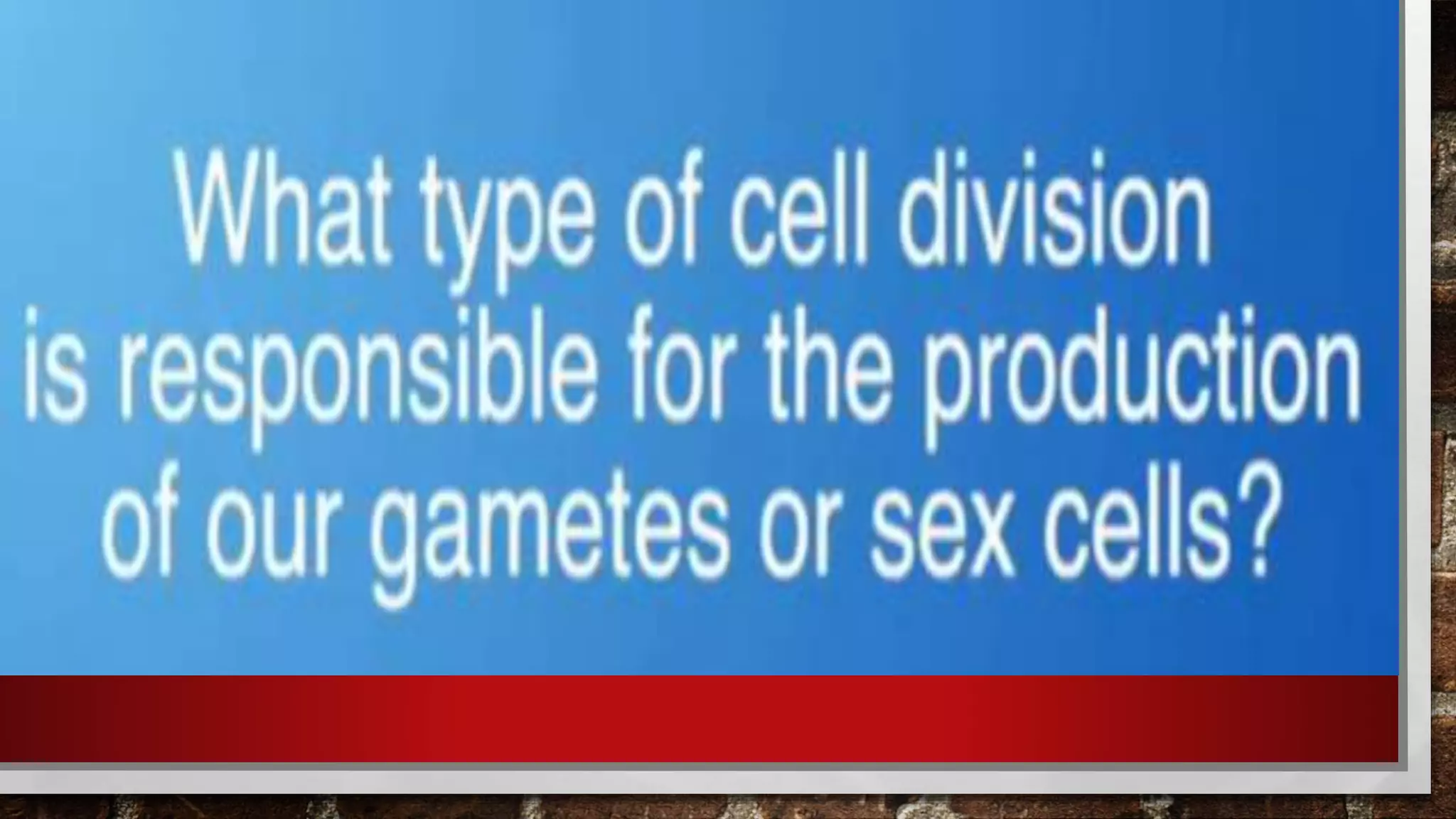 Sex Chromosomes And Sex Determination Pptx