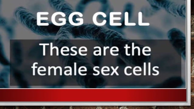 Sex Chromosomes And Sex Determination Pptx