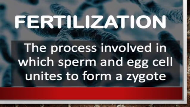Sex Chromosomes And Sex Determination Pptx