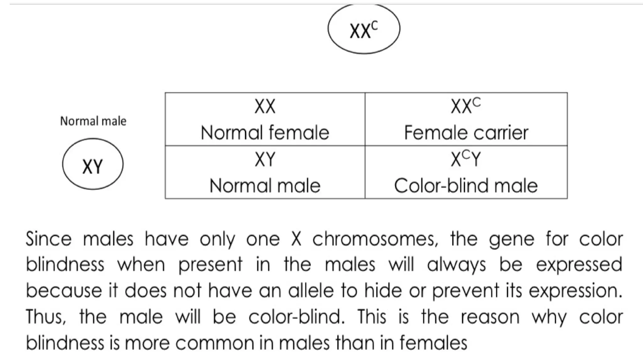 Sex Chromosomes And Sex Determination Pptx