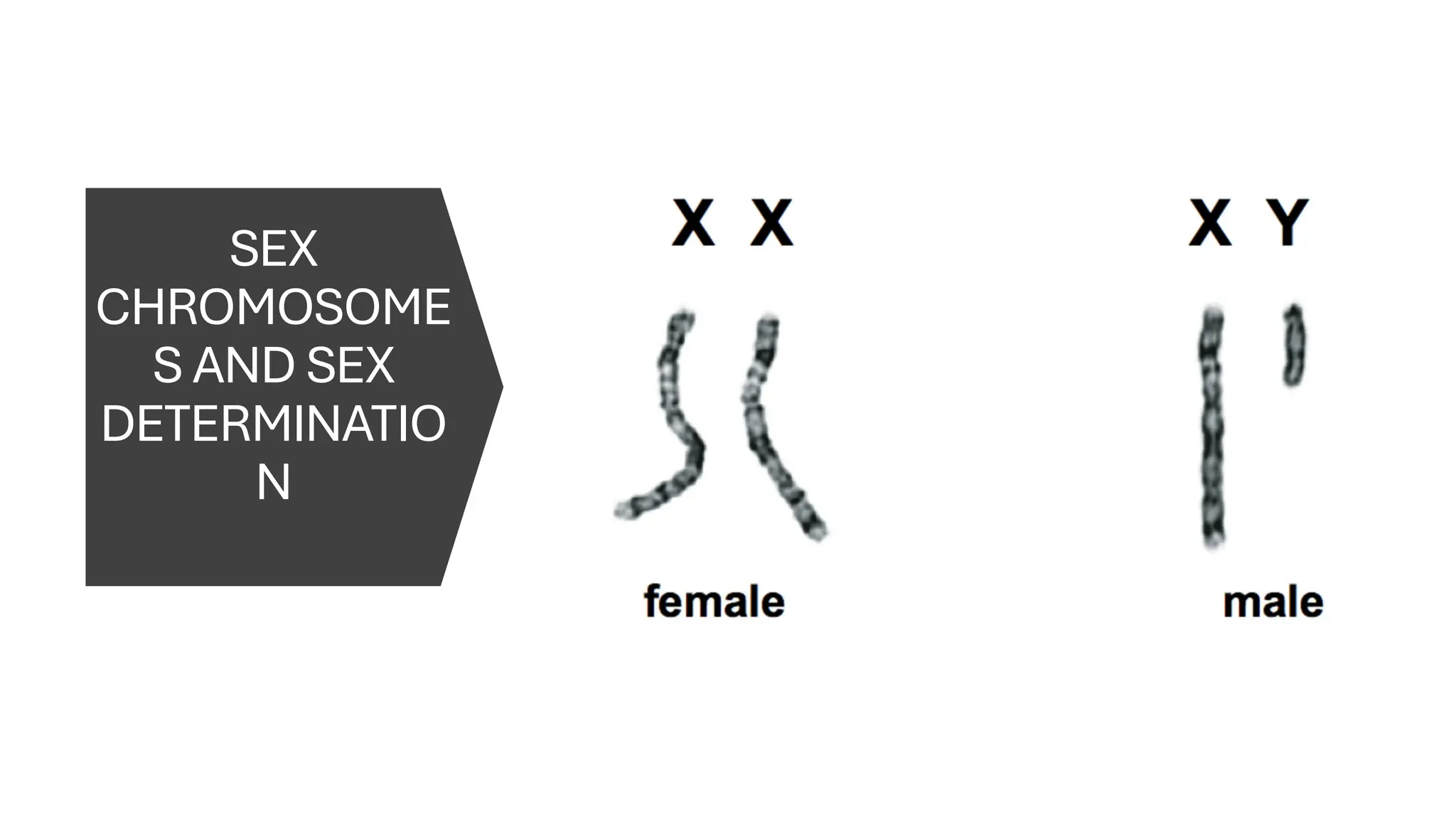 SEX CHROMOSOMES AND SEX DETERMINATION.pptx