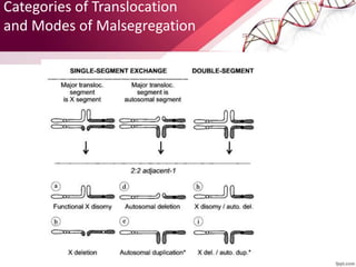 Sex chromosome translocation | PPTX