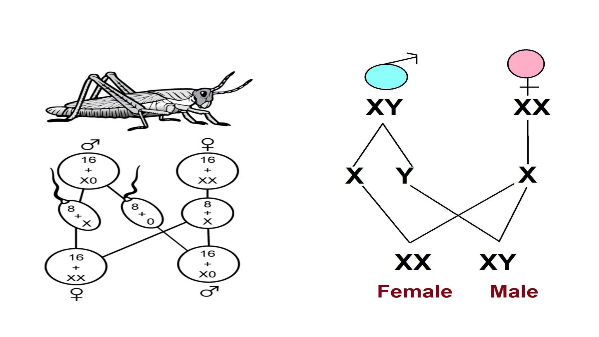 Sex Detemination Pdf
