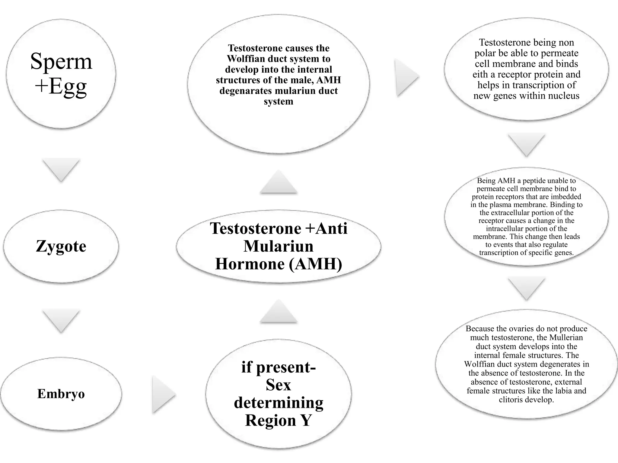 Sex Determination Ppt