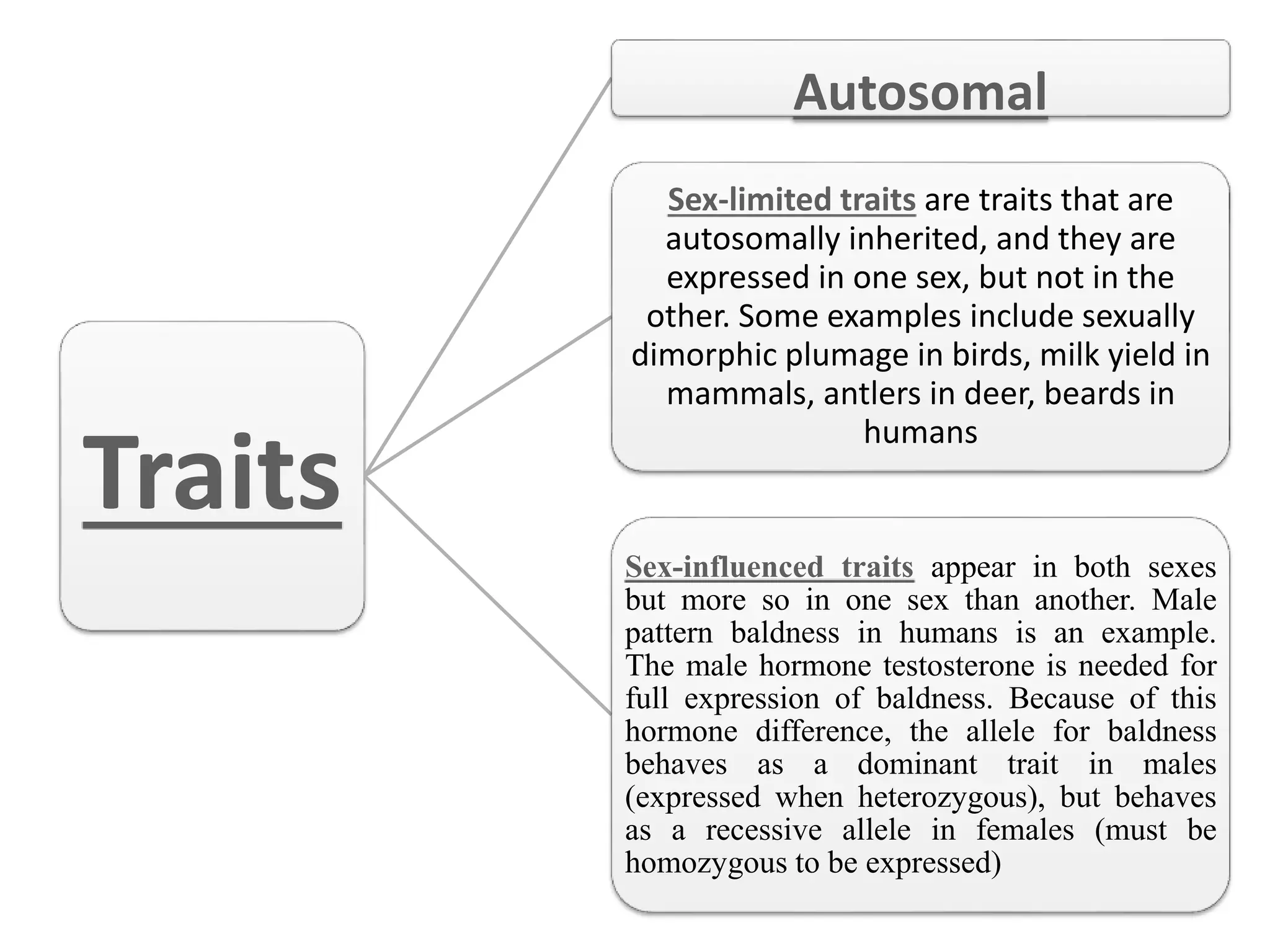 Sex Determination Ppt