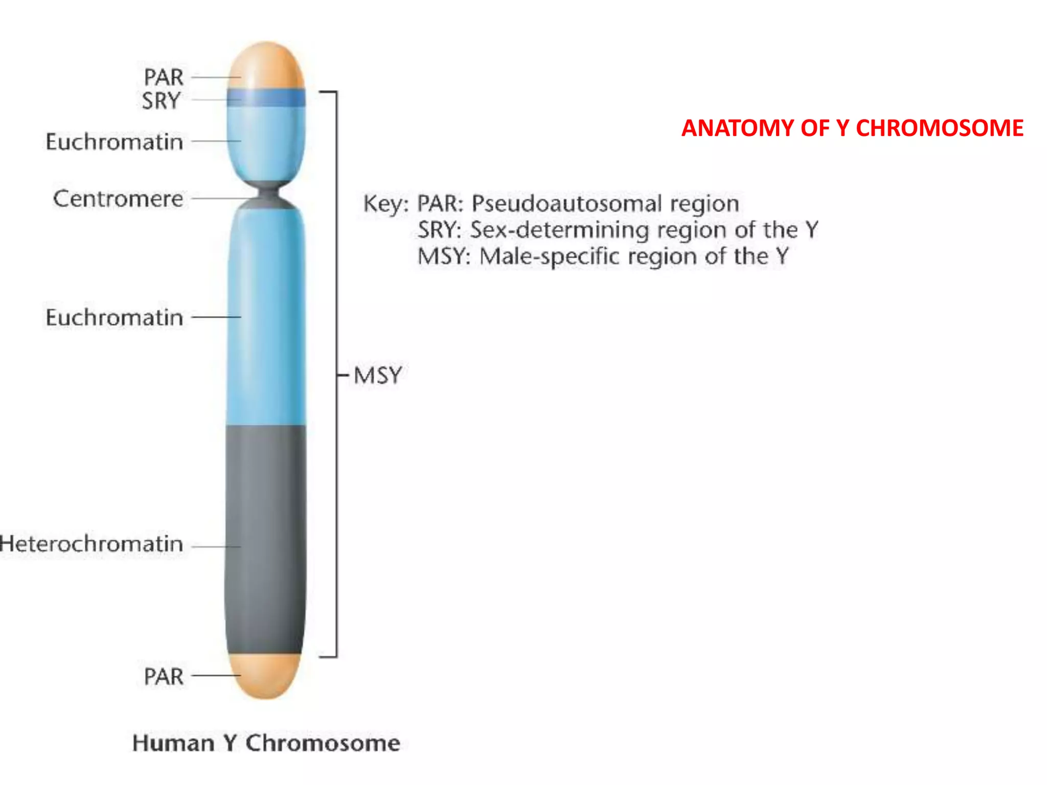 Sex Determination Ppt
