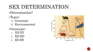 Sex determination, M. Sc. Zoology, University of Mumbai | PPTX ...