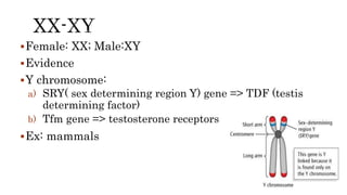 Sex determination, M. Sc. Zoology, University of Mumbai | PPTX ...