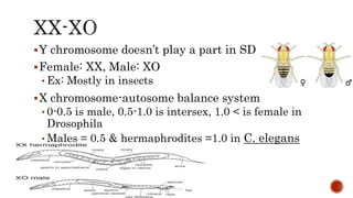 Sex determination, M. Sc. Zoology, University of Mumbai | PPTX
