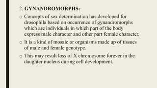 Sex determination | PPTX