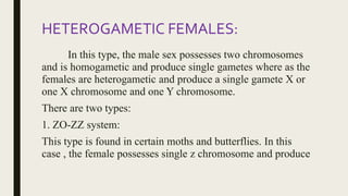 Sex determination | PPTX