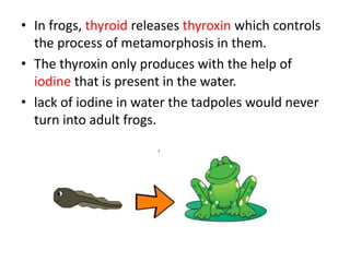 sex determination.pptx