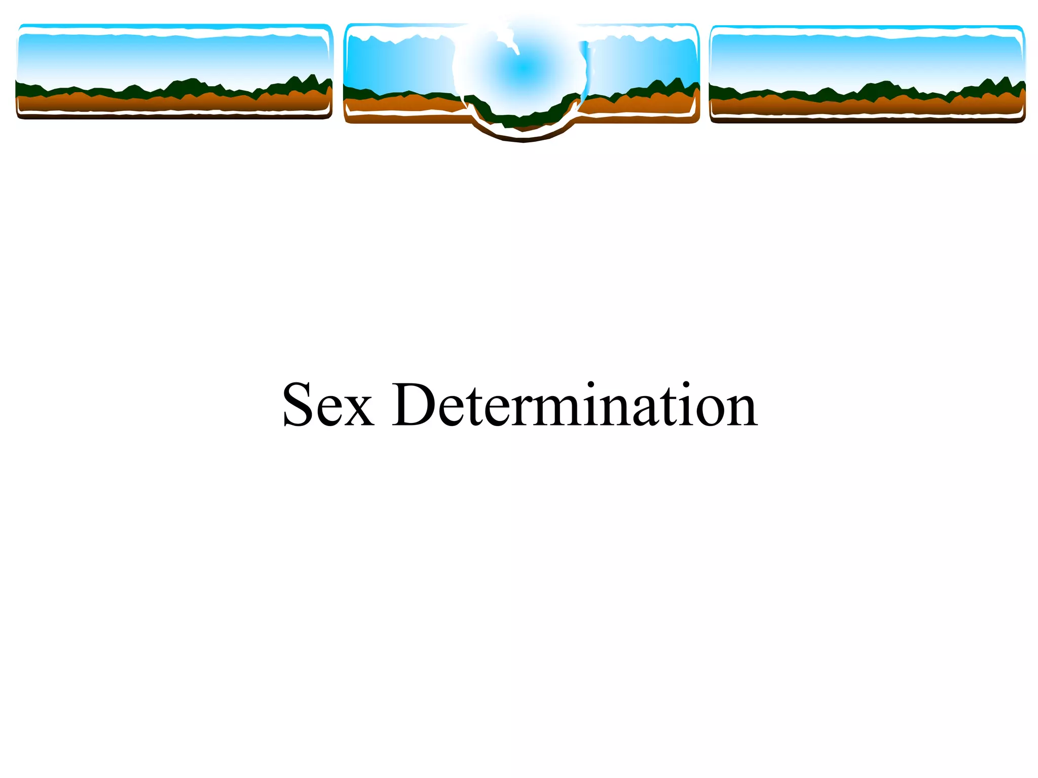 Sex Determination.ppt