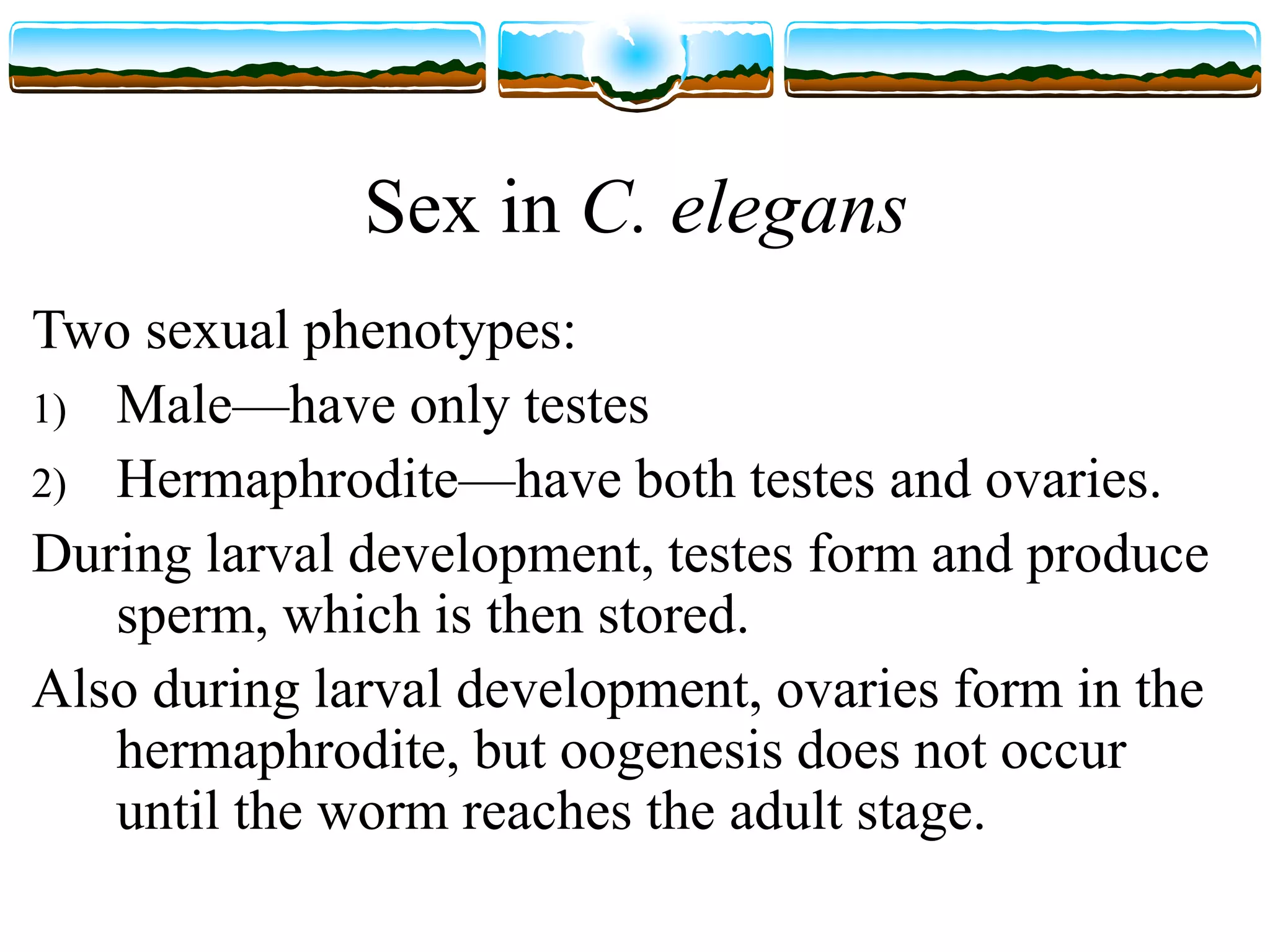 Sex Determination.ppt
