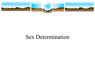 Sex Determination.ppt