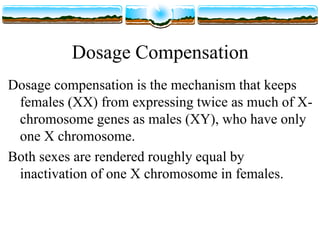 Sex Determination.ppt