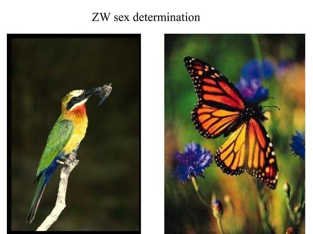 sex determination.ppt