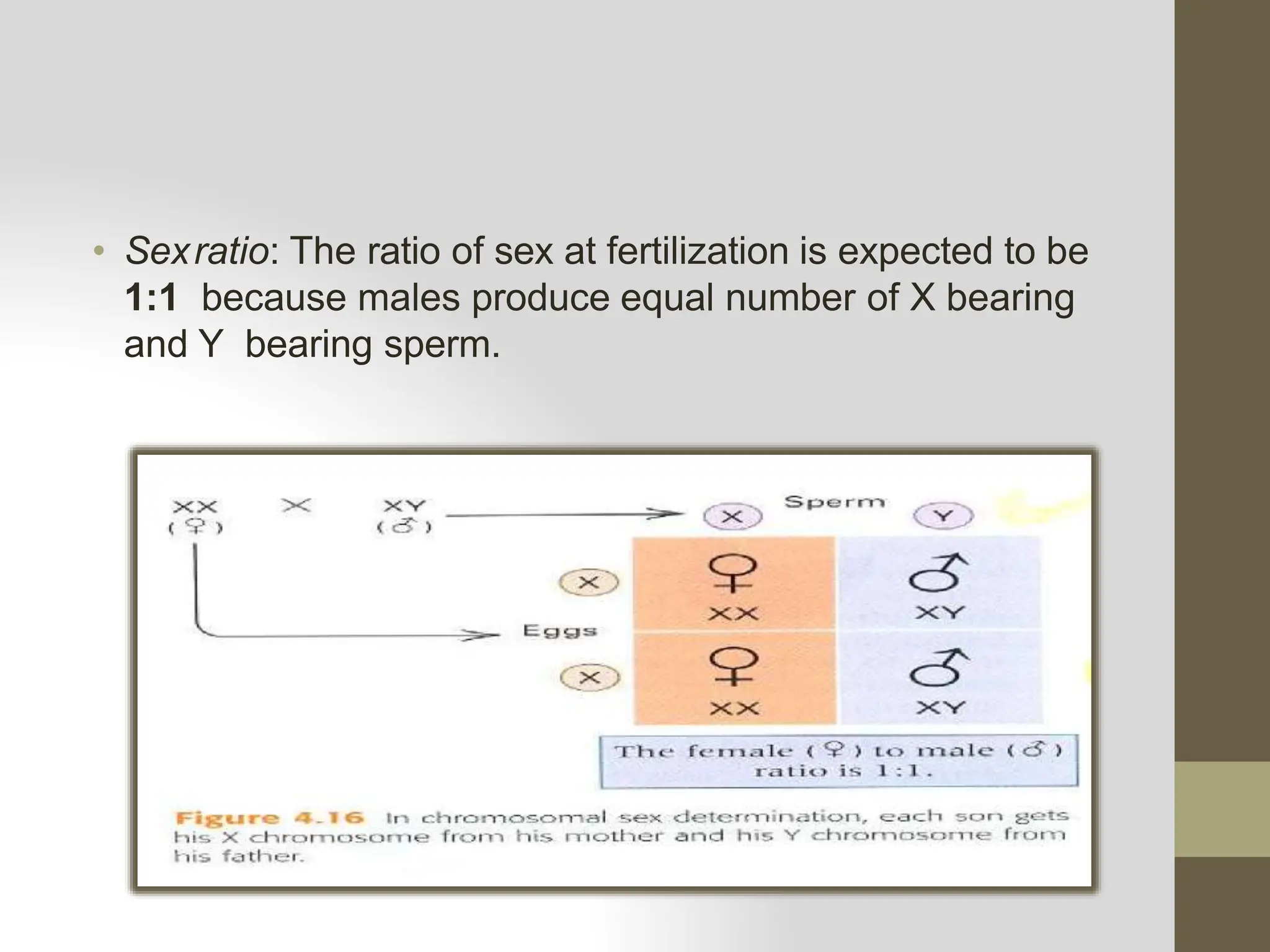 Sex Determination Pptx