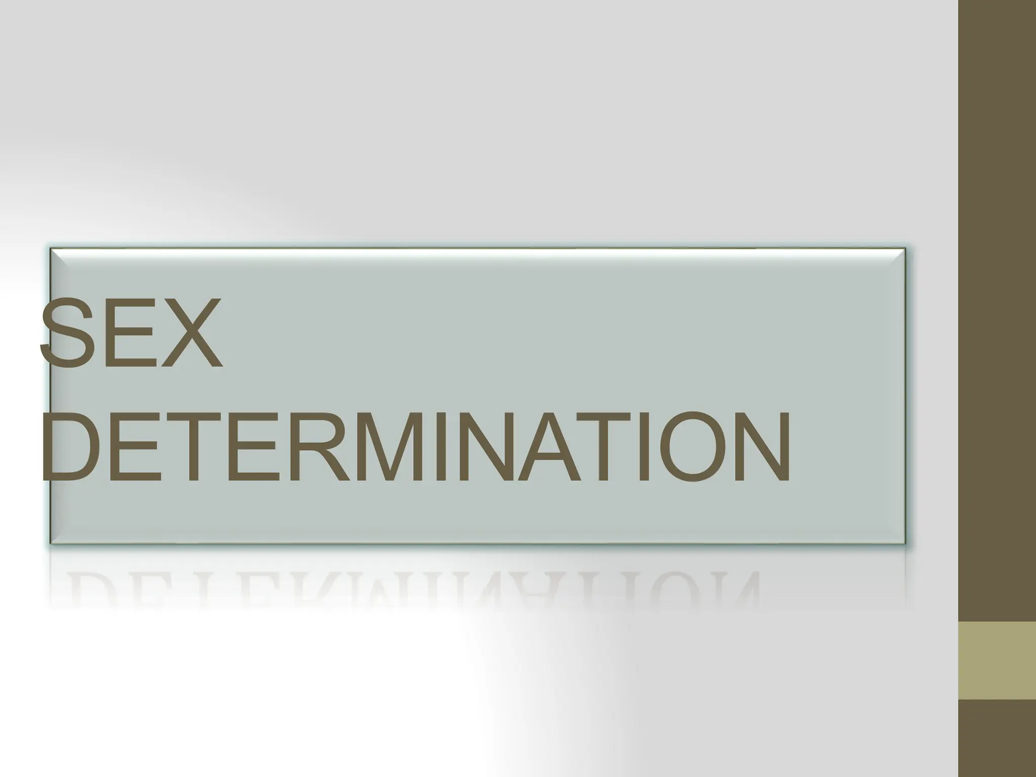 Sex Determination Pptx