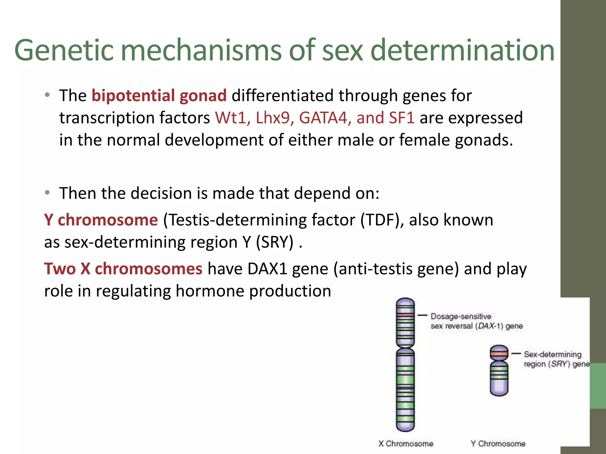 Sex determination | PPTX