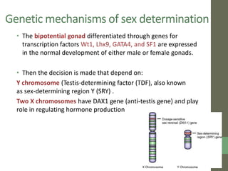 Sex determination | PPTX