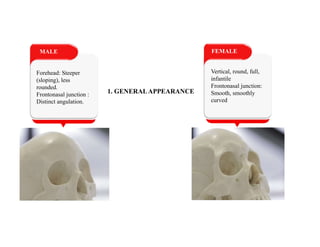 Sex determination from skull | PDF