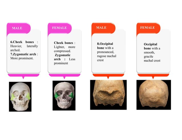 Sex determination from skull | PPT