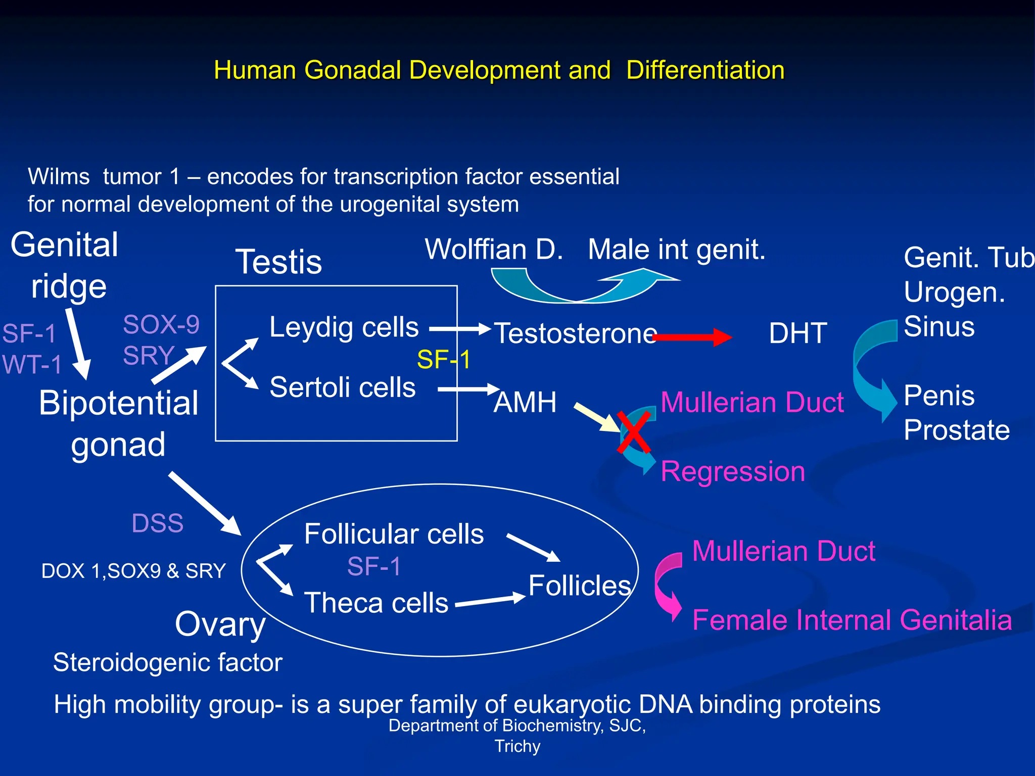 Sex Determination And Differentiation Ppt