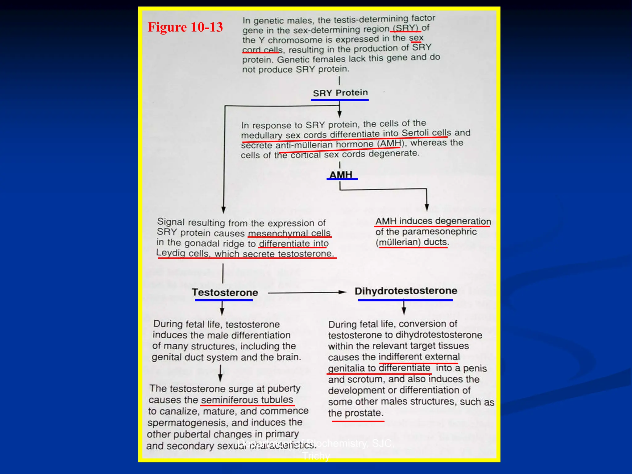 Sex determination and differentiation.ppt