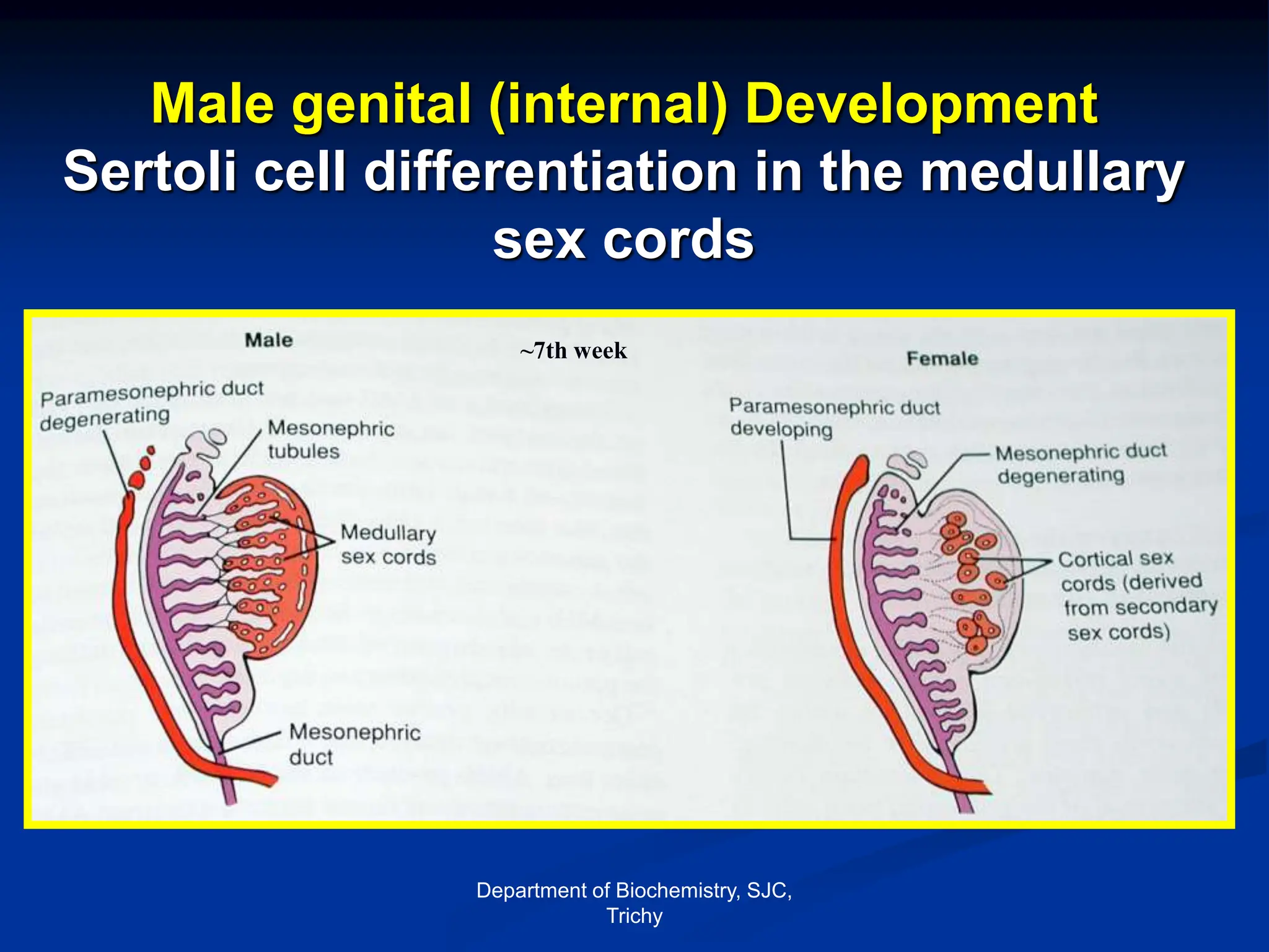 Sex Determination And Differentiation Ppt