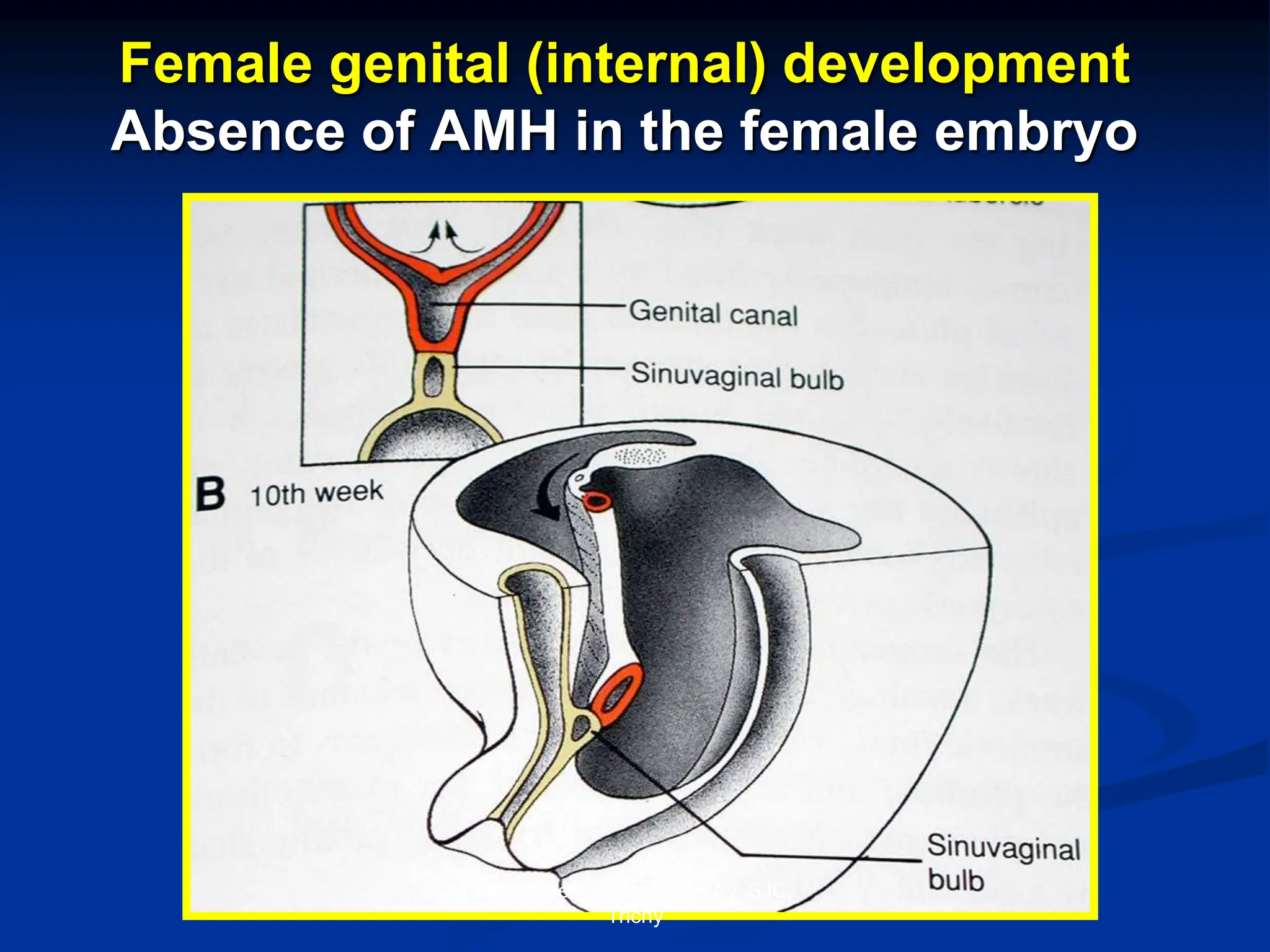 Sex determination and differentiation.ppt