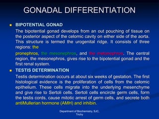 Sex determination and differentiation.ppt